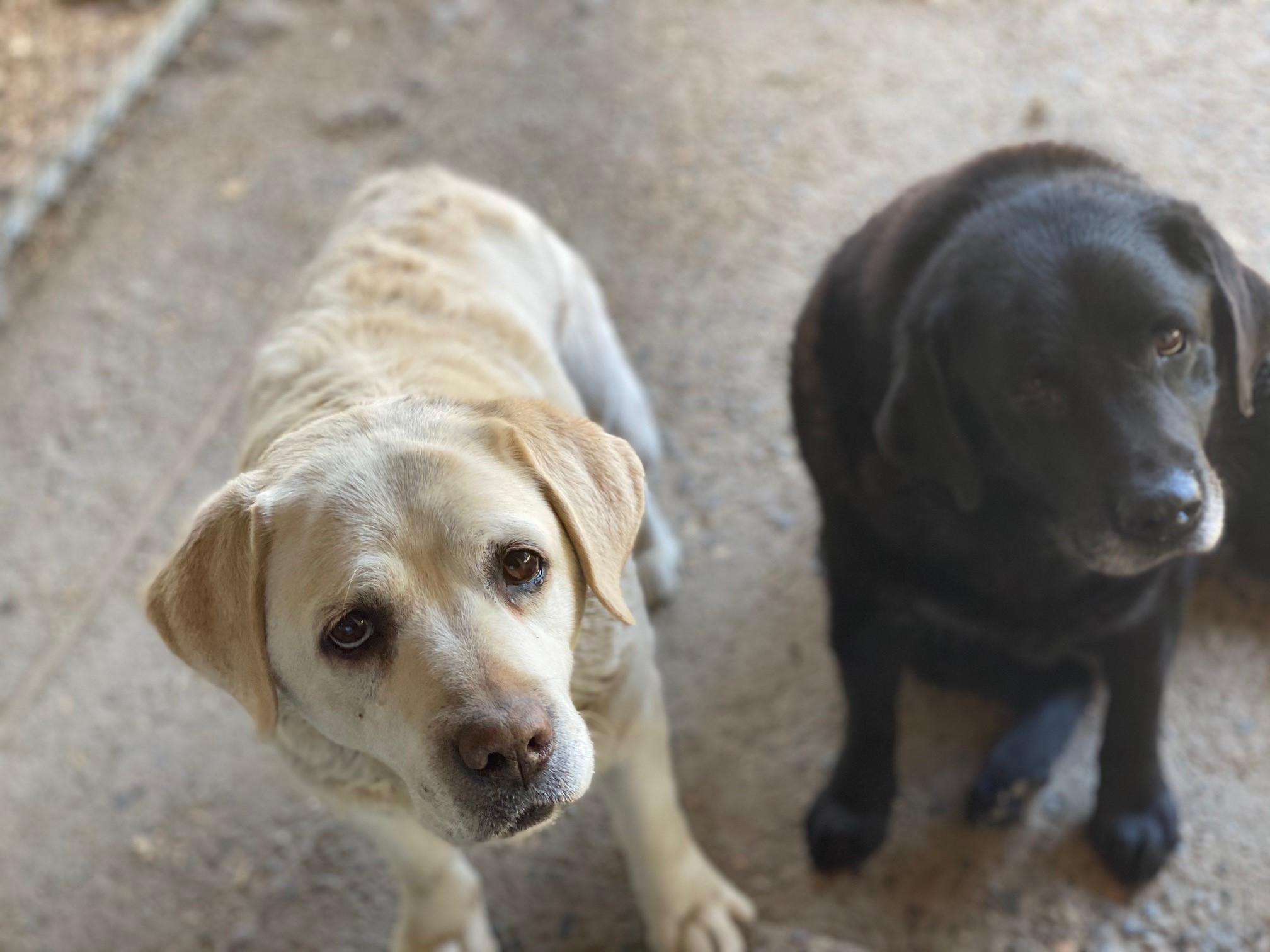 Gallery - (Recommended) Bazurto Kennels | Labrador Puppies Breeder ...