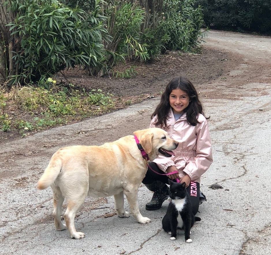 Gallery - (Recommended) Bazurto Kennels | Labrador Puppies Breeder ...