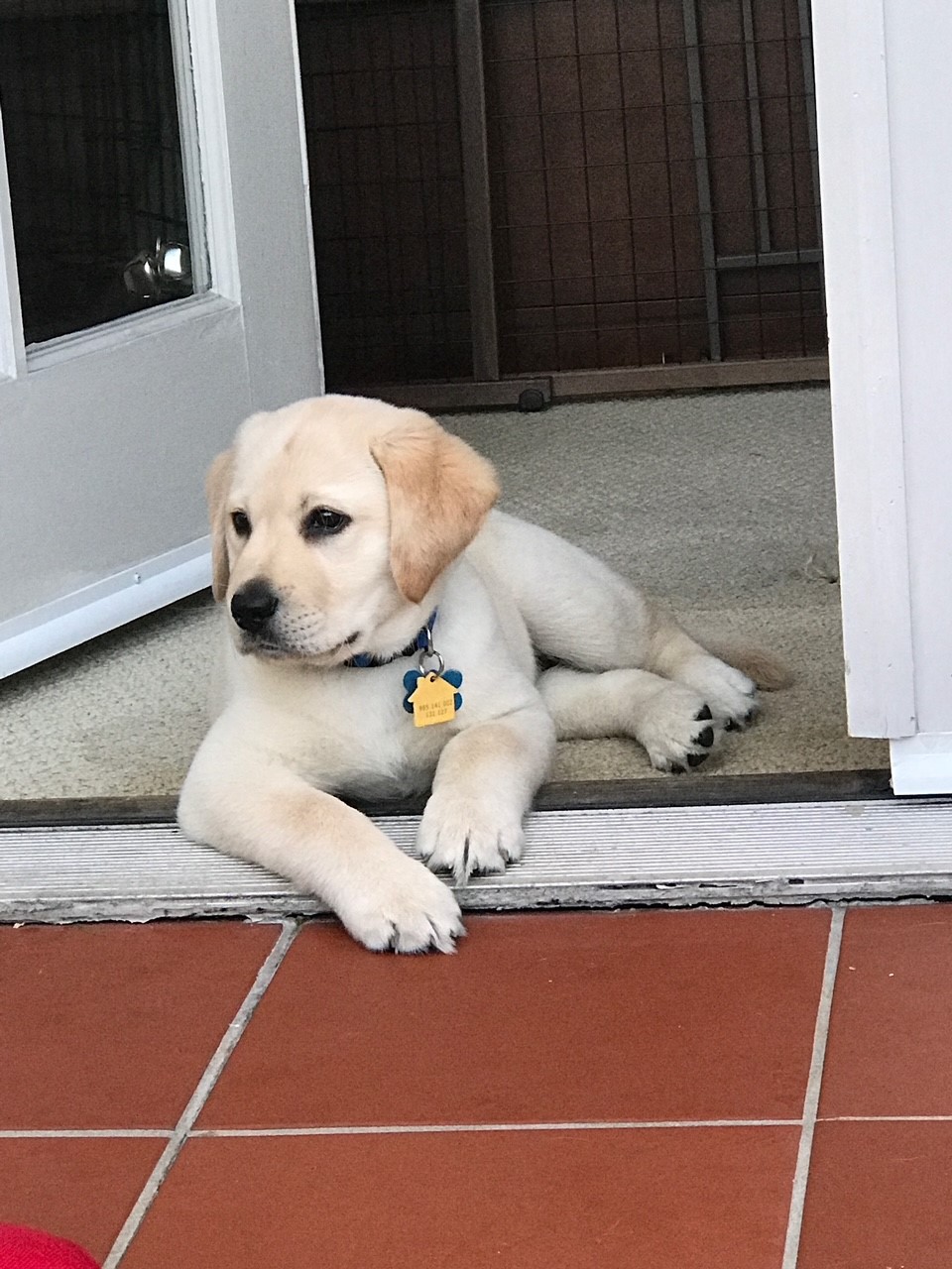 Gallery - (Recommended) Bazurto Kennels | Labrador Puppies Breeder ...