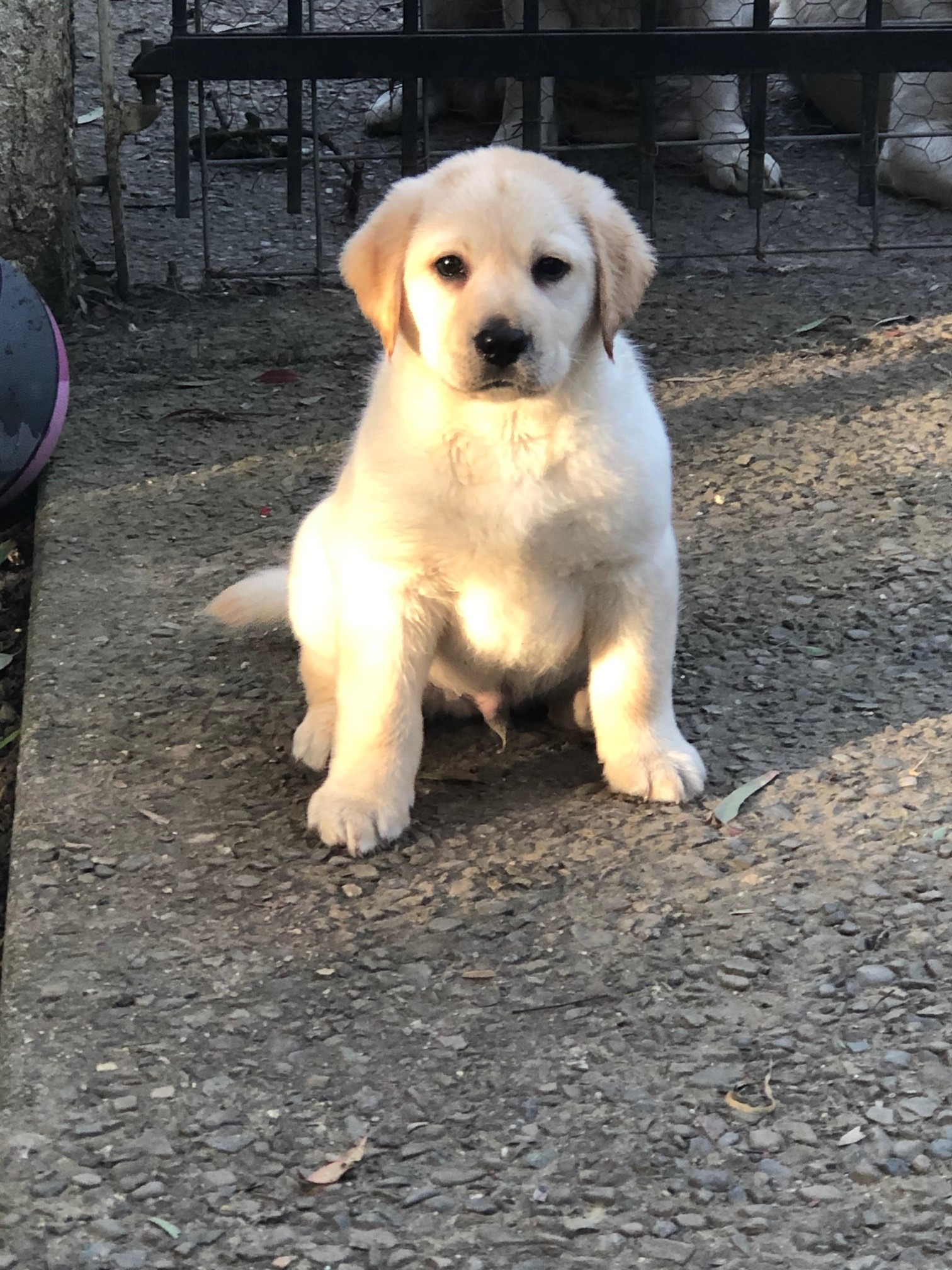 Gallery - (Recommended) Bazurto Kennels | Labrador Puppies Breeder ...