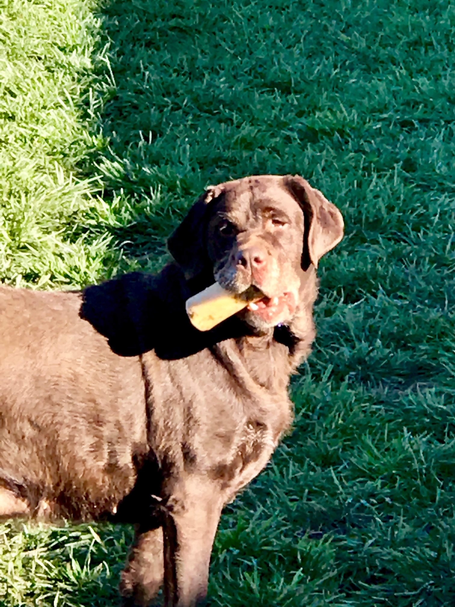 Gallery - (Recommended) Bazurto Kennels | Labrador Puppies Breeder ...