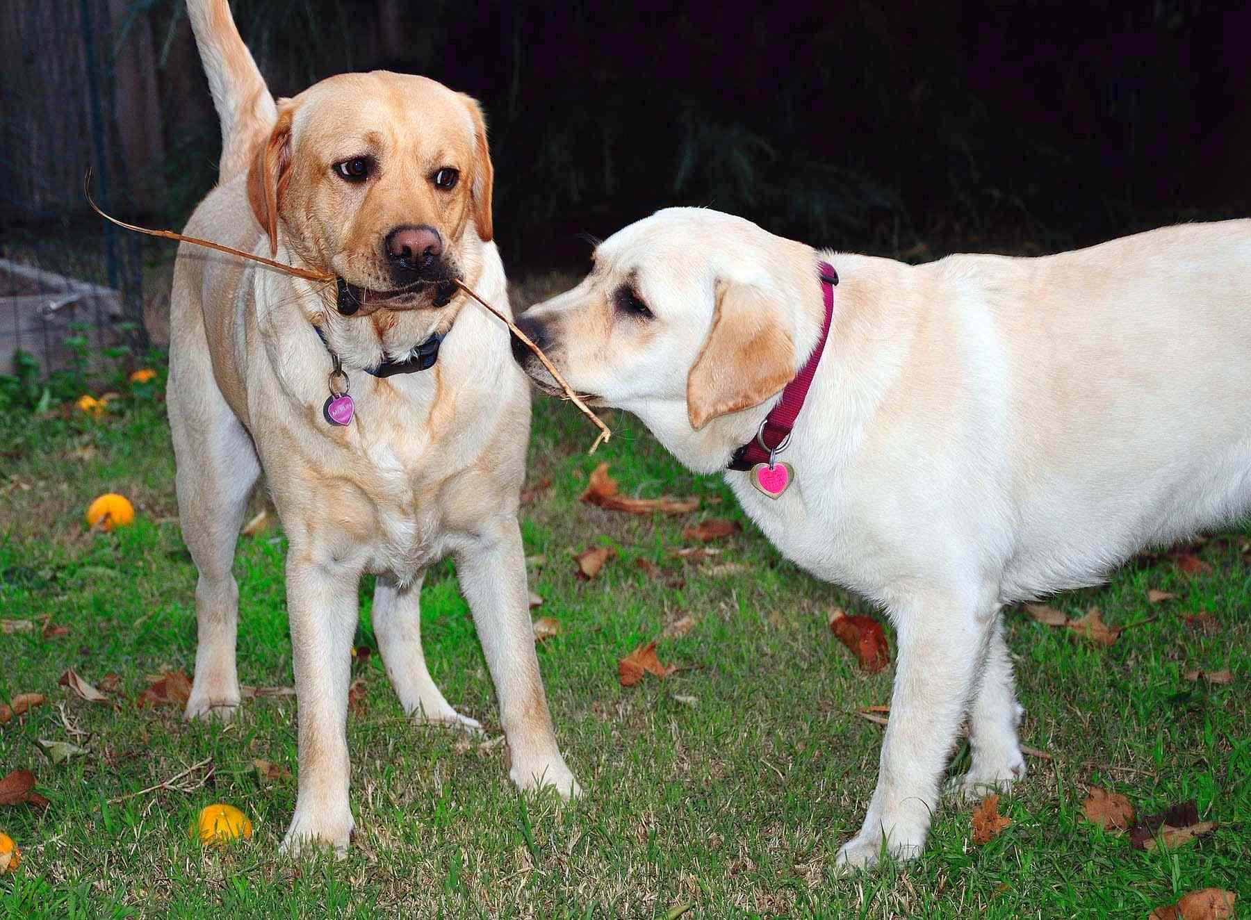 Gallery - (Recommended) Bazurto Kennels | Labrador Puppies Breeder ...