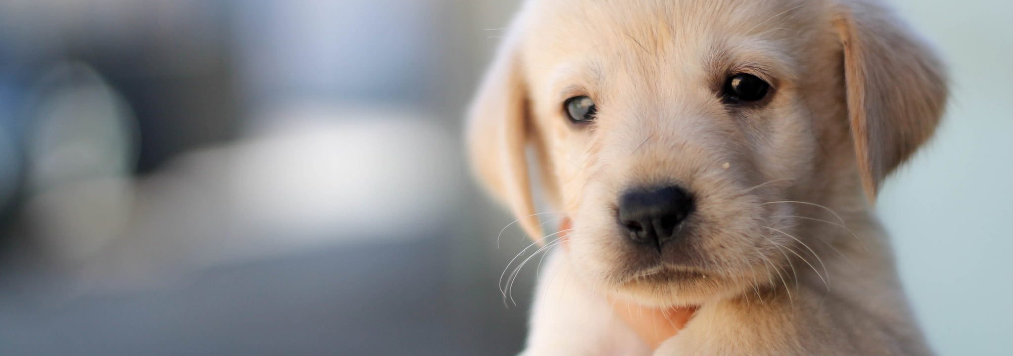 Gallery - (Recommended) Bazurto Kennels | Labrador Puppies Breeder ...